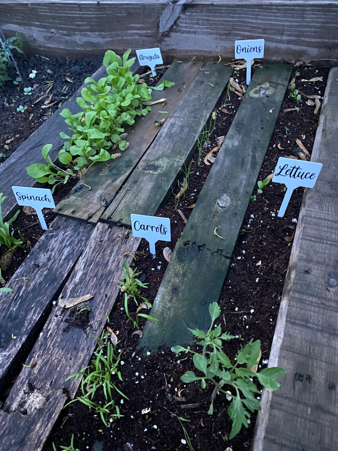 Wispy Customizable Garden Signs Labels for Plants Vegetables | Etsy