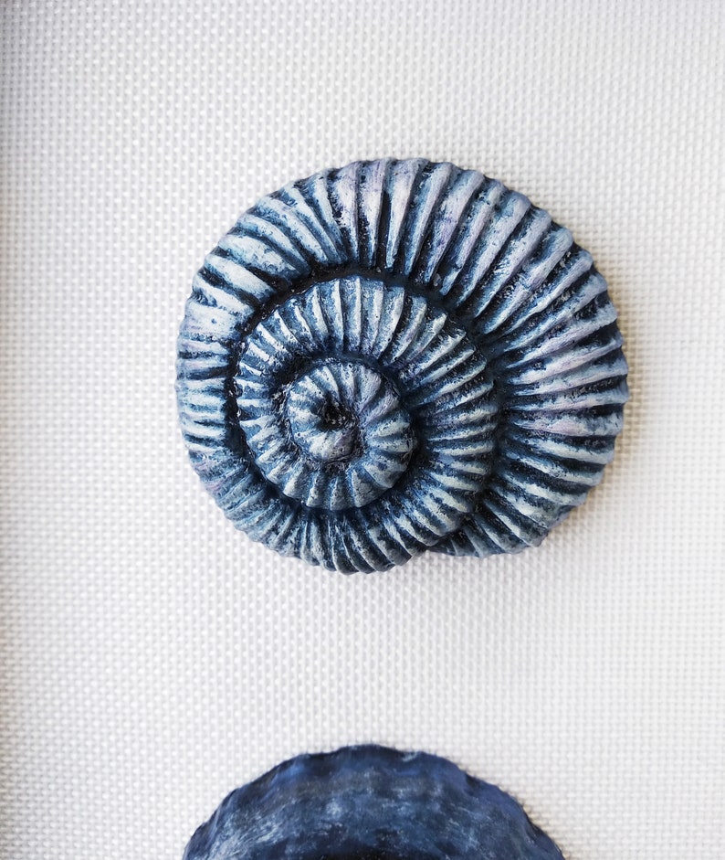 3d Seashell Beach Wall Art Plaster Ammonite Sculpture Set of - Etsy