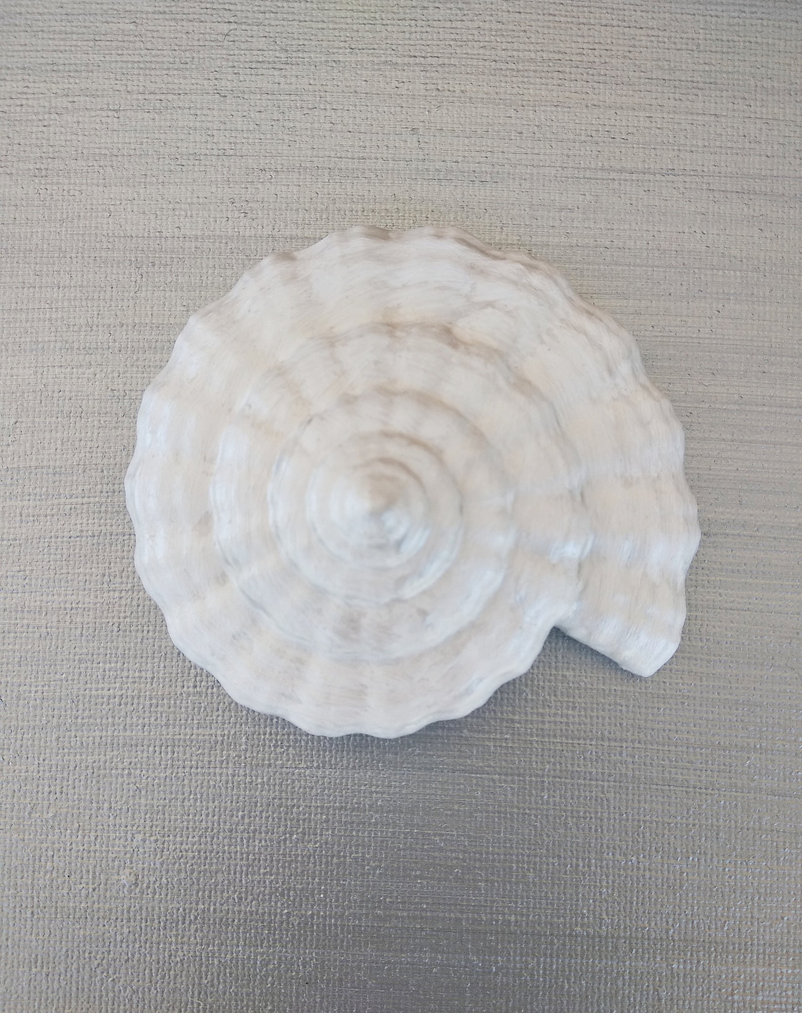 Small Shell Paintings on Canvas Original Plaster Wall Art - Etsy