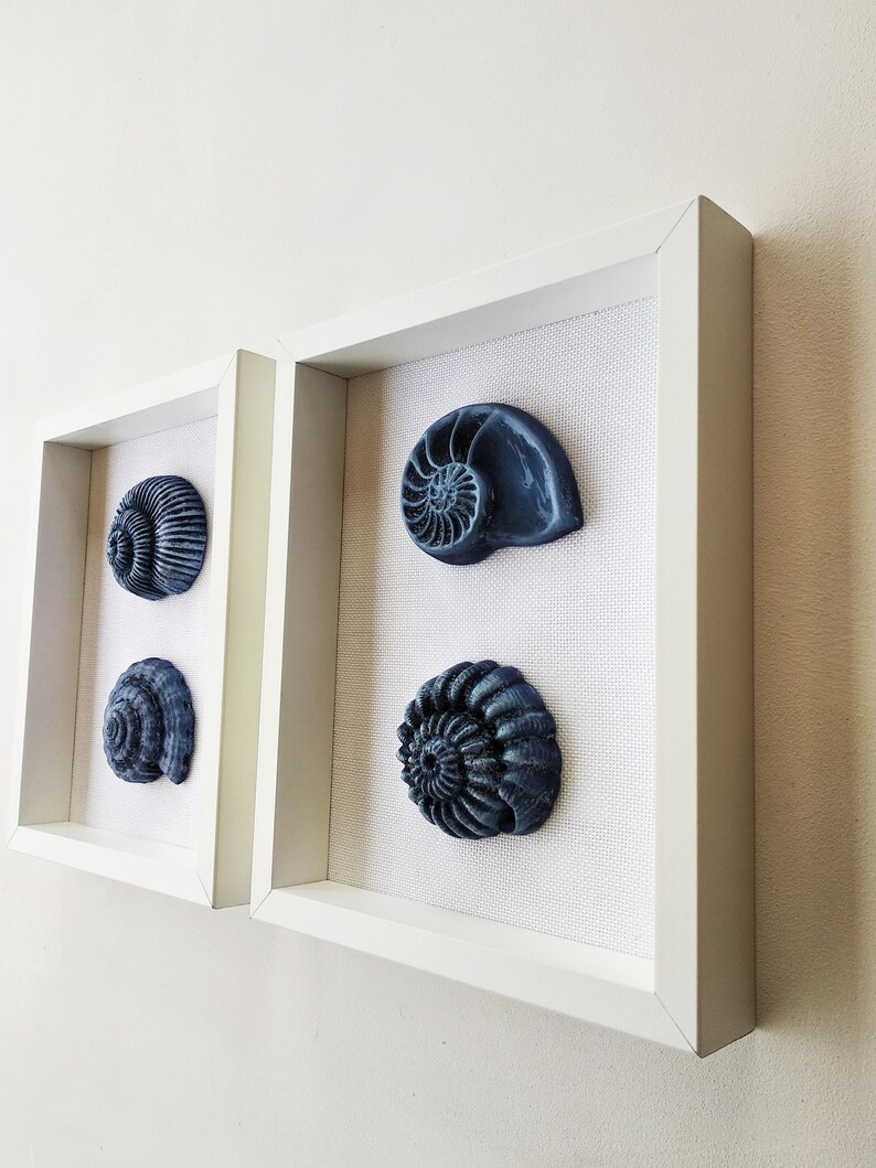 3d Seashell Beach Wall Art Plaster Ammonite Sculpture Set of - Etsy