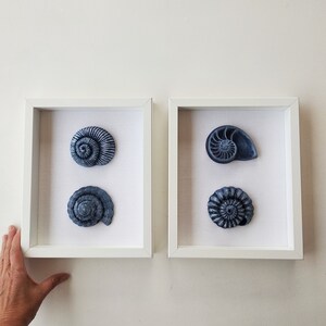 3d Seashell Beach Wall Art Plaster Ammonite Sculpture Set of - Etsy