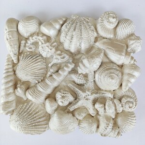 White Seashell Group Wall Sculpture, Embossed Sea Shell Coastal ...