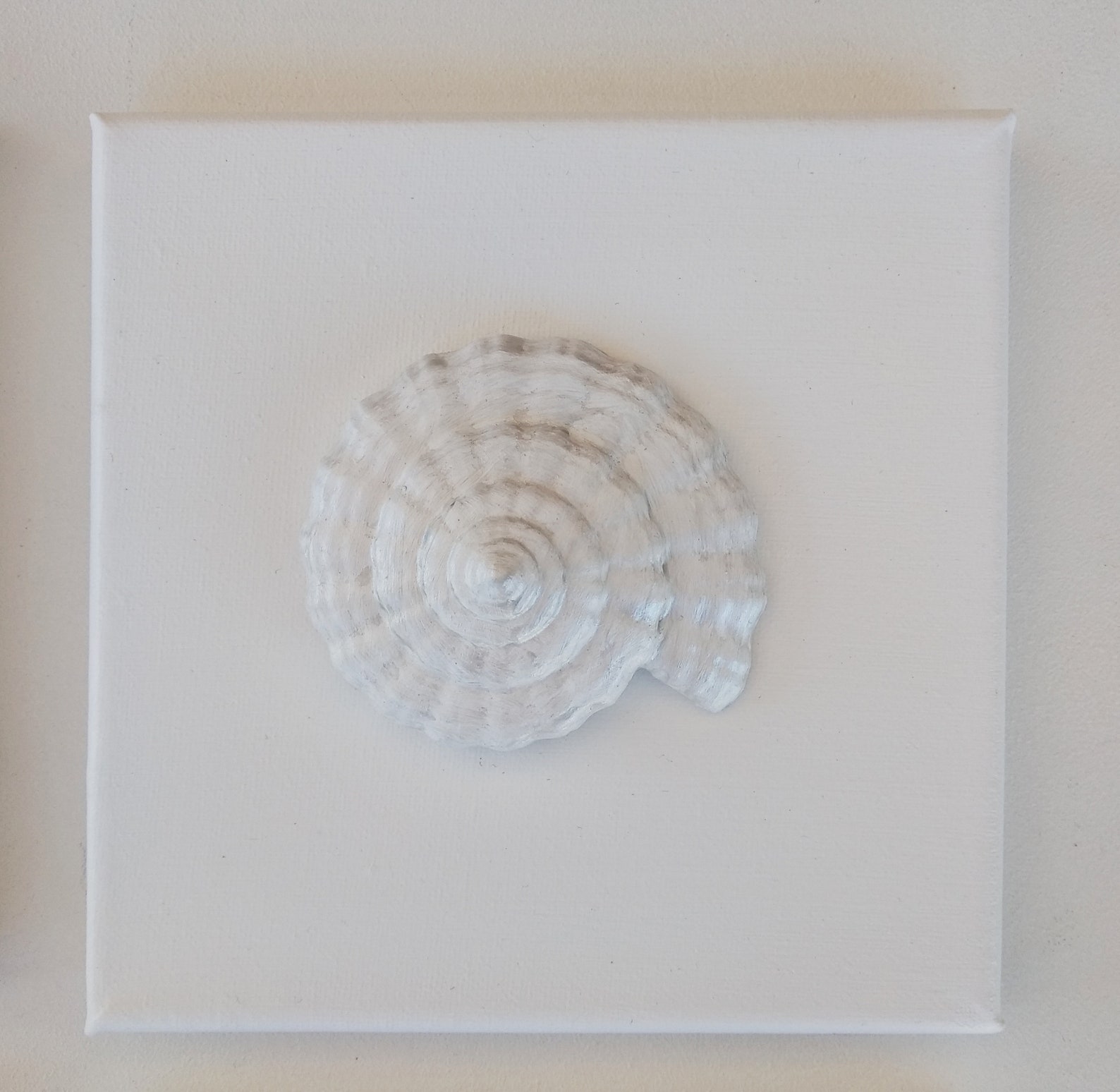 White Sea Shell Canvas Wall Art Set of 4 Coastal Seashells - Etsy