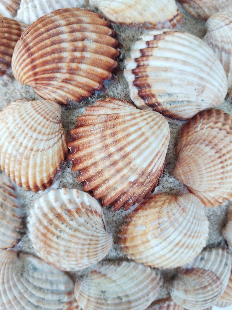 Large Sea Shell Ball Nautical Seashell Sphere Coastal Home - Etsy