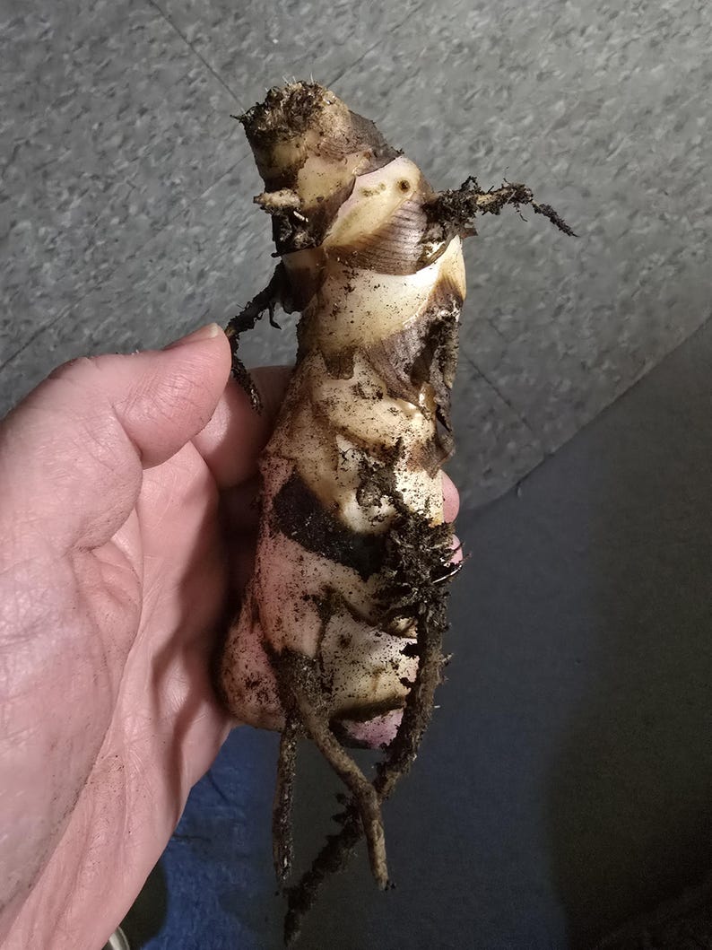 Get Ahead of Spring! Canna Indica Bundle of 4 Rhizomes!! - Etsy