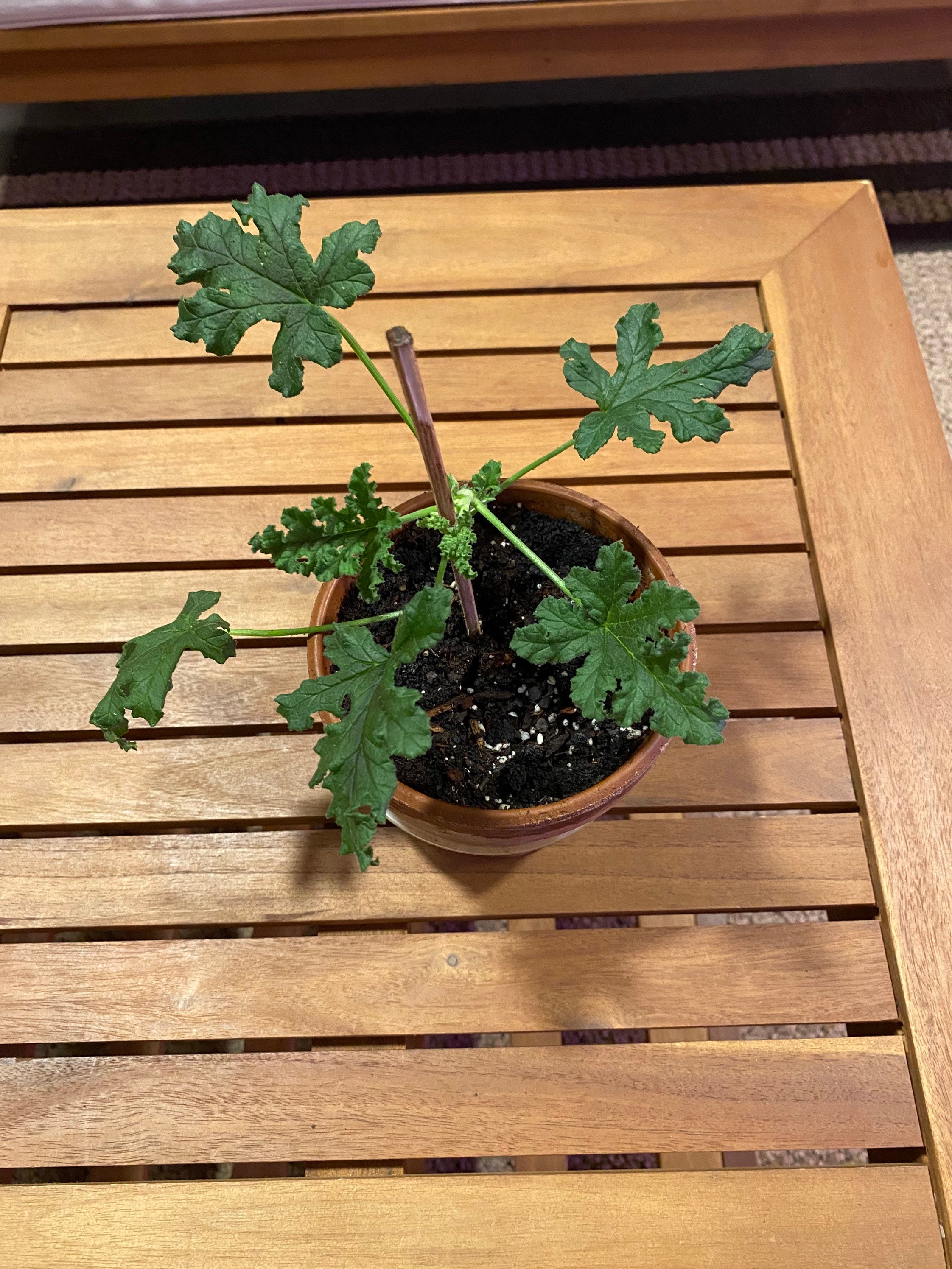 Scented Geranium Fair Ellen - Etsy