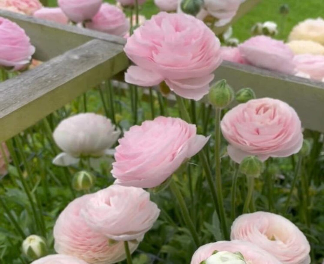 Ranunculus Amandine Porcelain Corm Set - Etsy