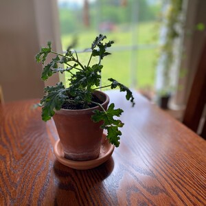 Scented Geranium Fair Ellen - Etsy