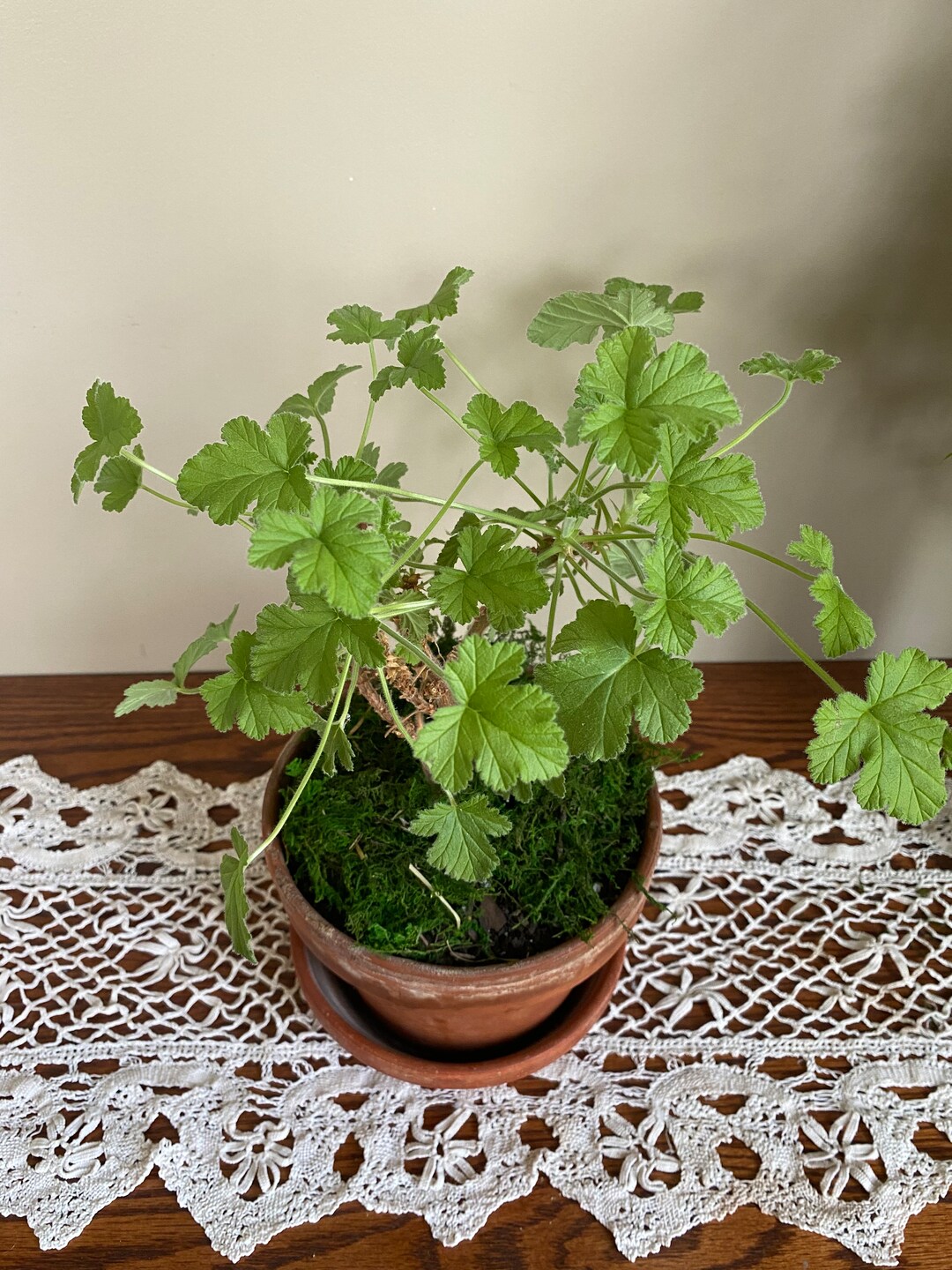 Scented Geranium, Attar of Rose Plant - Etsy