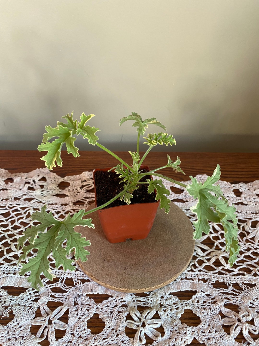 Scented Geranium-lady Plymouth Grey Rose - Etsy