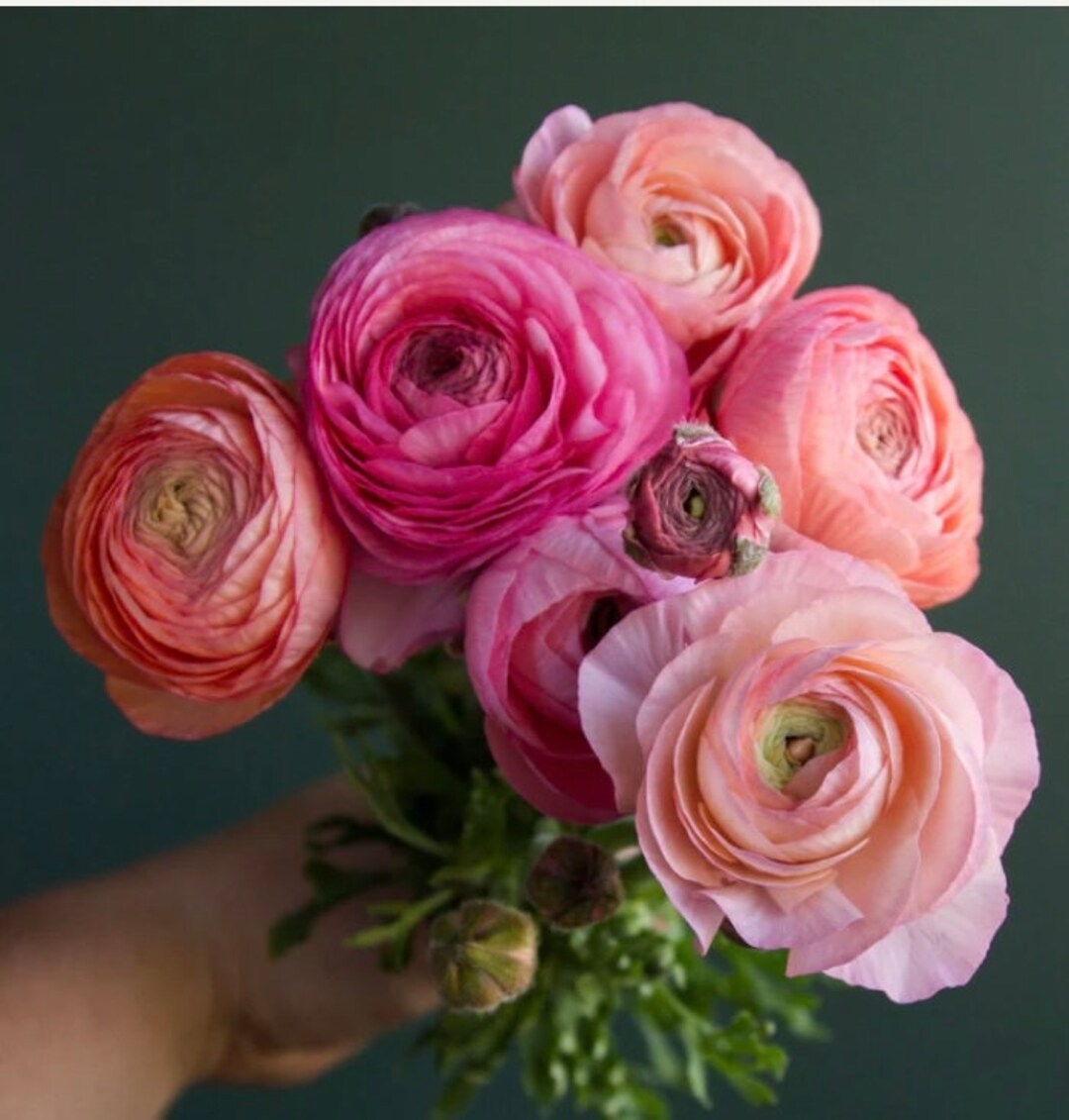 Ranunculus Amandine Pastel Mix Corm Set-preorder EARLY OCTOBER - Etsy