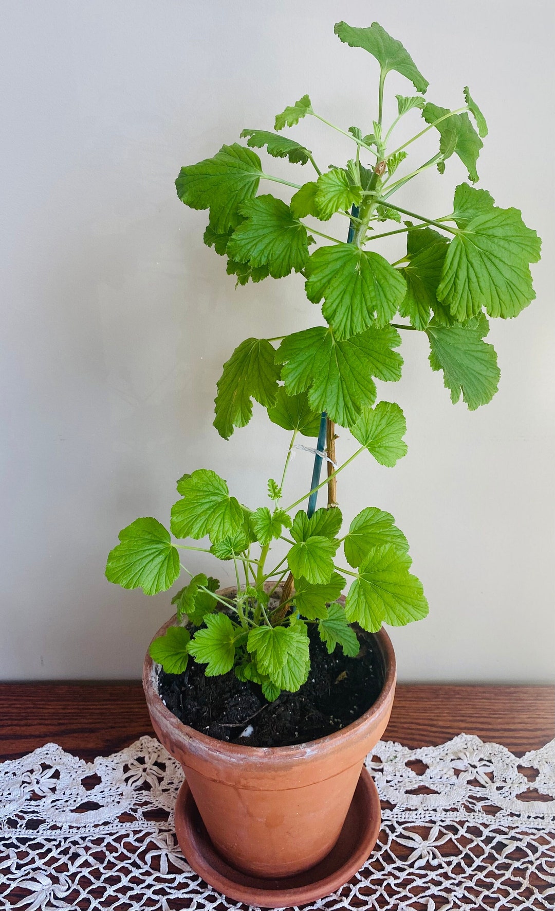 Scented Geranium-mabel Grey - Etsy