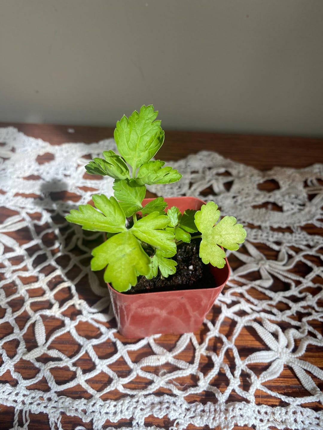 Parsley, Italian Plant - Etsy