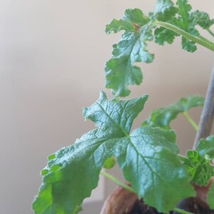 Scented Geranium Fair Ellen - Etsy