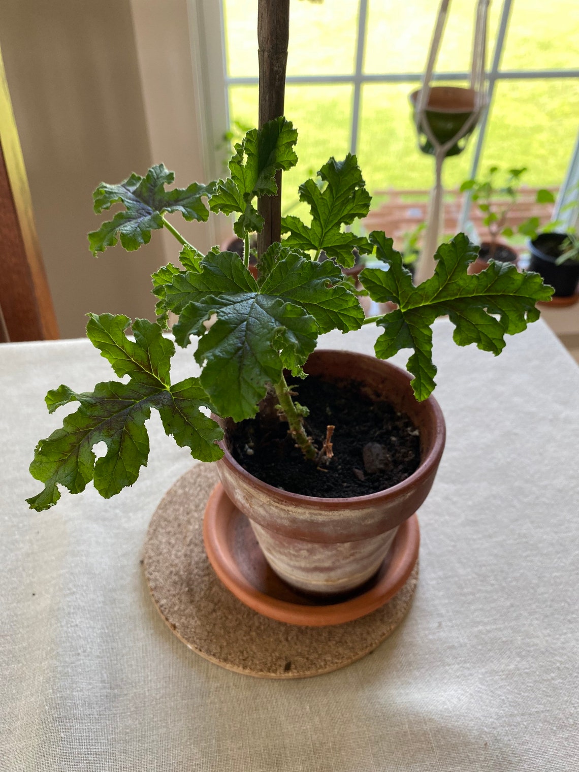 Scented Geranium Fair Ellen - Etsy