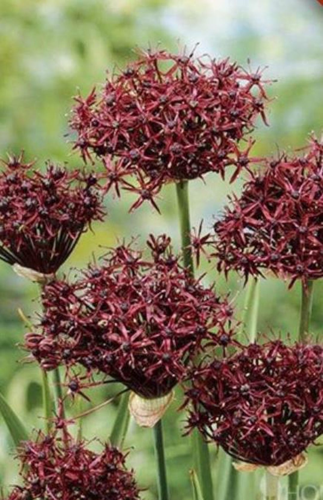 Allium Bulbs, Red Mohican - Etsy