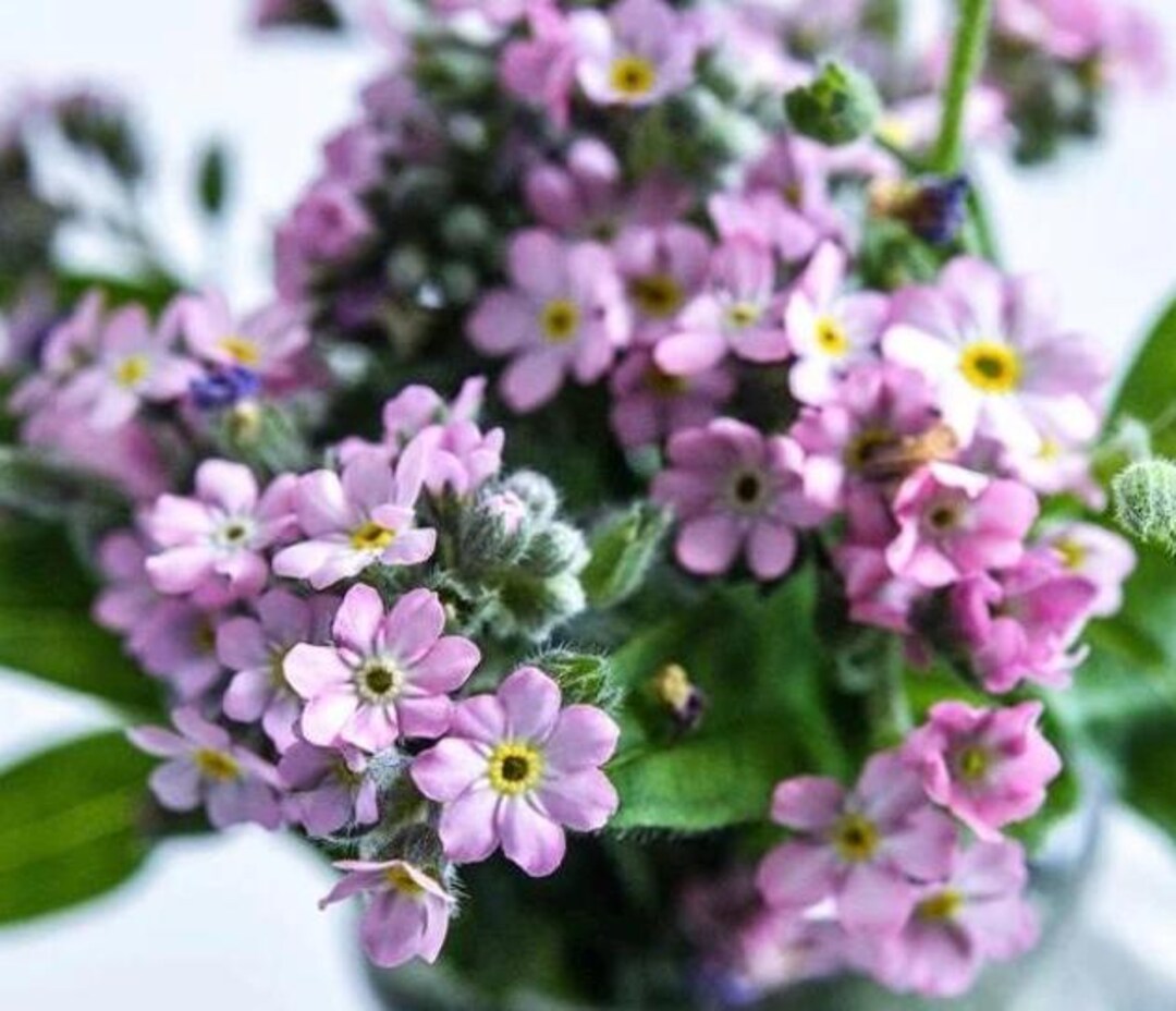 Cynoglossum, Forget Me Nots Seeds - Etsy