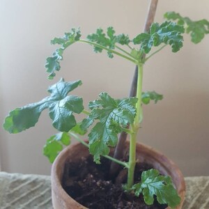 Scented Geranium Fair Ellen - Etsy