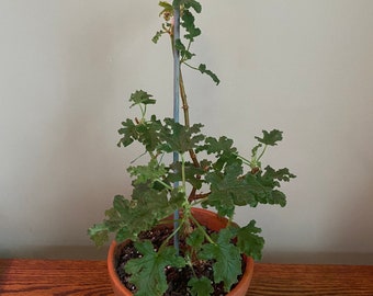 Scented Geranium Fair Ellen - Etsy