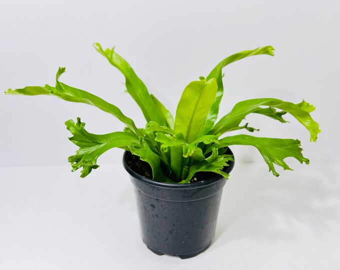 Bird’s Nest Fern, Frog Foot Fern, Rooted in 4” Pot, Indoor Houseplant ...