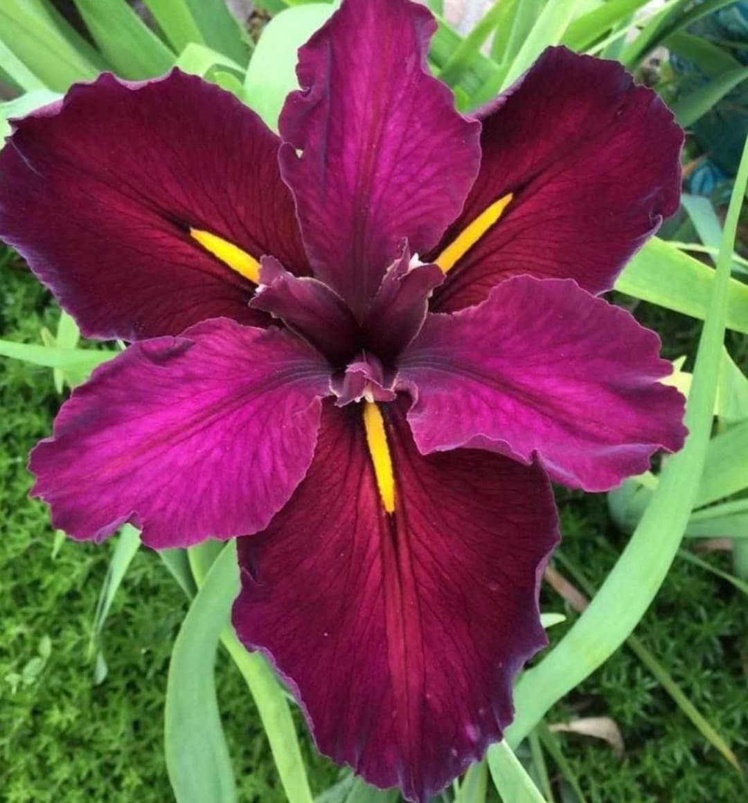 2 Pack - Red Velvet Elvis Louisiana Iris, (2 Pack) 2-inch Liner Pot ...