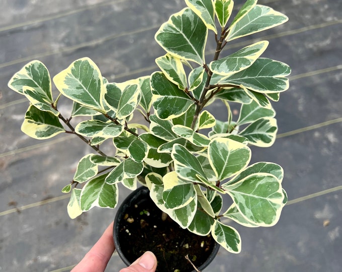 Variegated Ficus Triangularis, Live Rooted 4 Plant, Houseplant ...