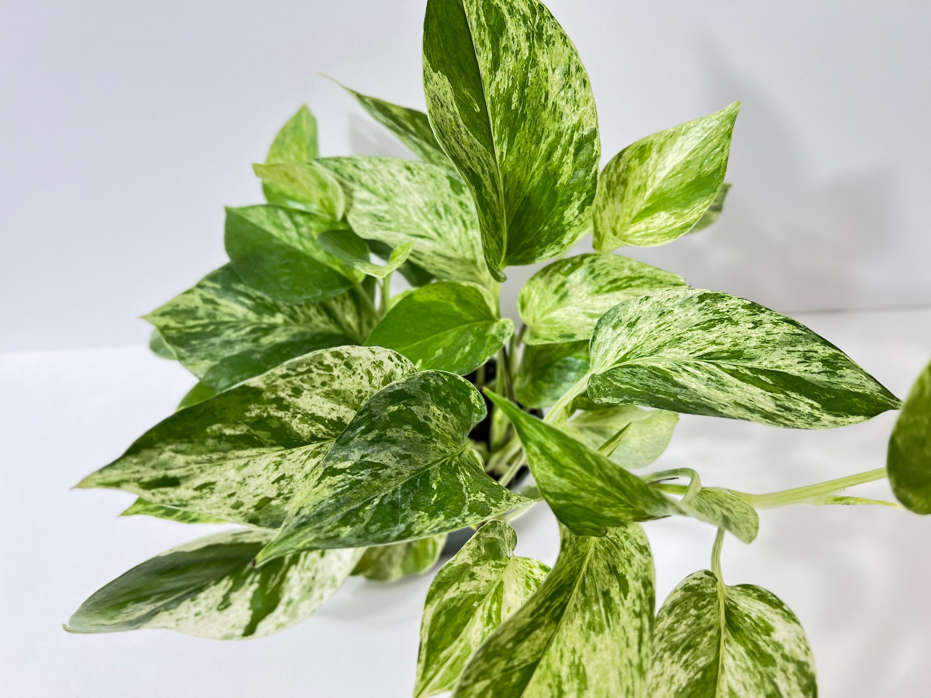 Live Marble Queen Potho , Devils Ivy, Easy to Care For, Live Plant ...