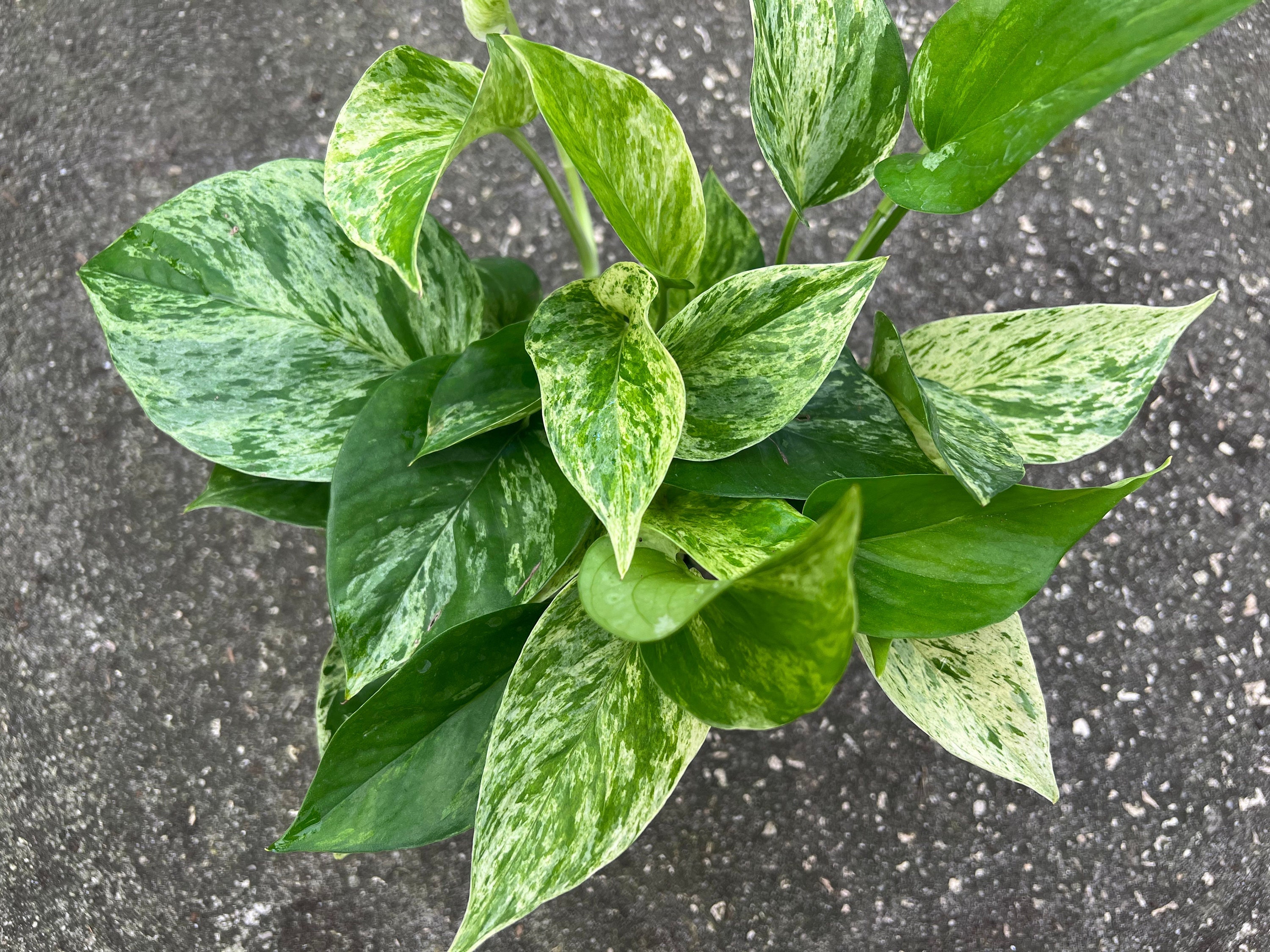 Live Marble Queen Potho Devils Ivy Easy to Care For Live - Etsy