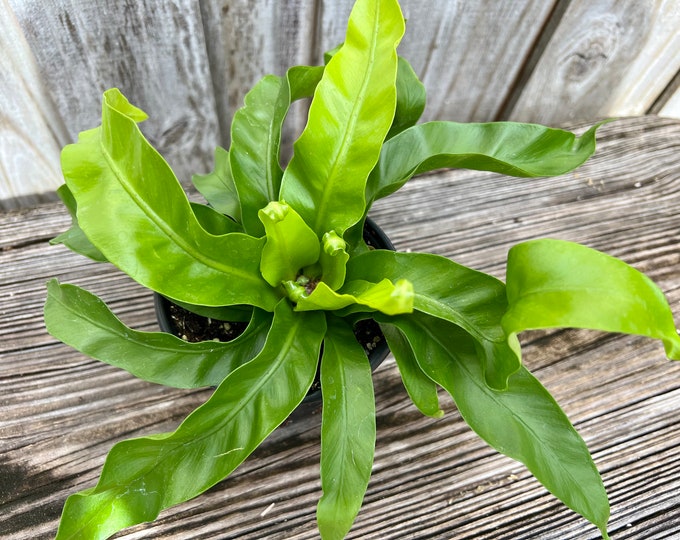 Hurricane Bird Nest Fern, Live Rooted 4 Plant, Indoor Plants ...