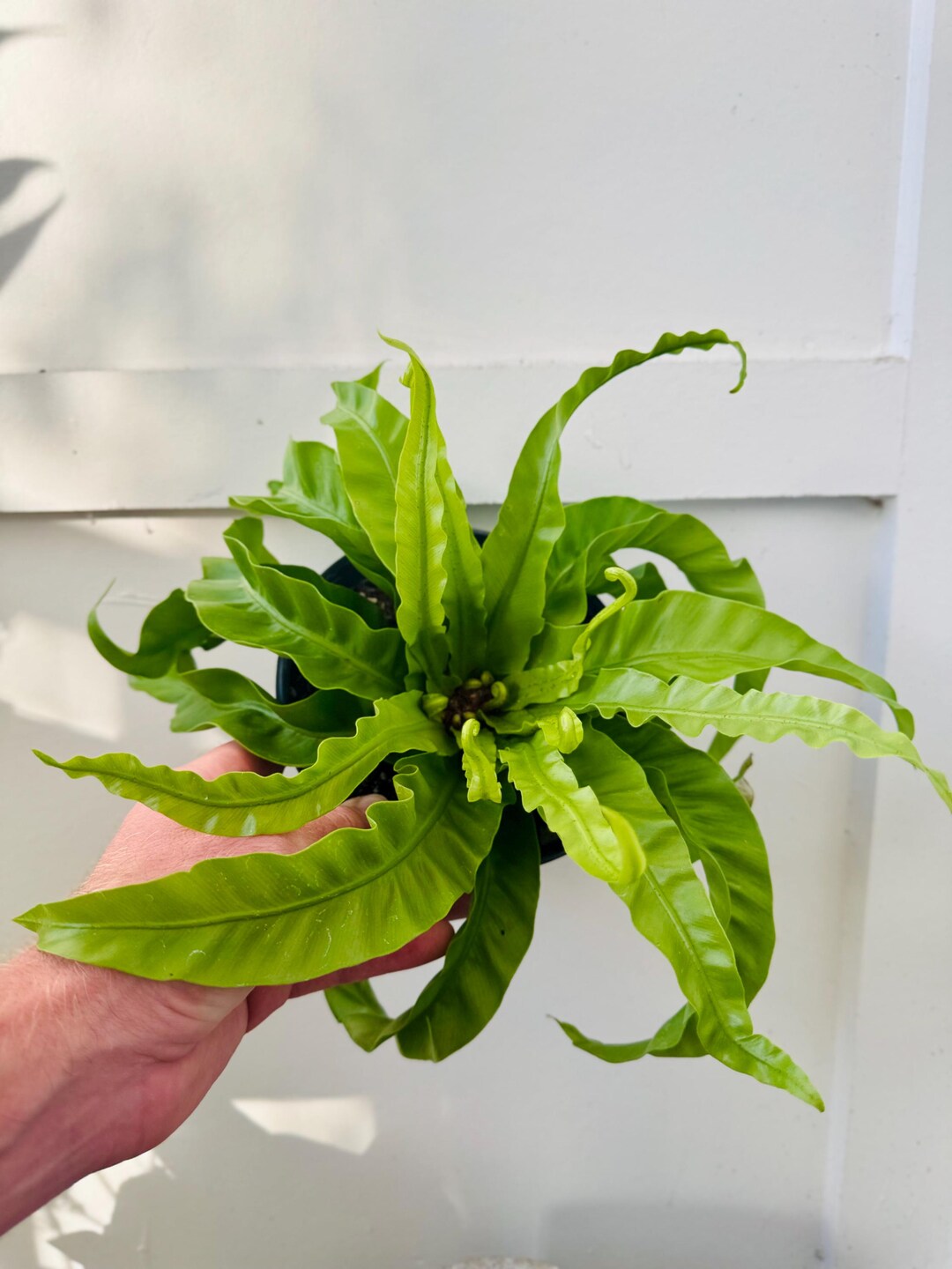 6-inch Hurricane Bird Nest Fern: Lush Tropical Houseplant - Etsy