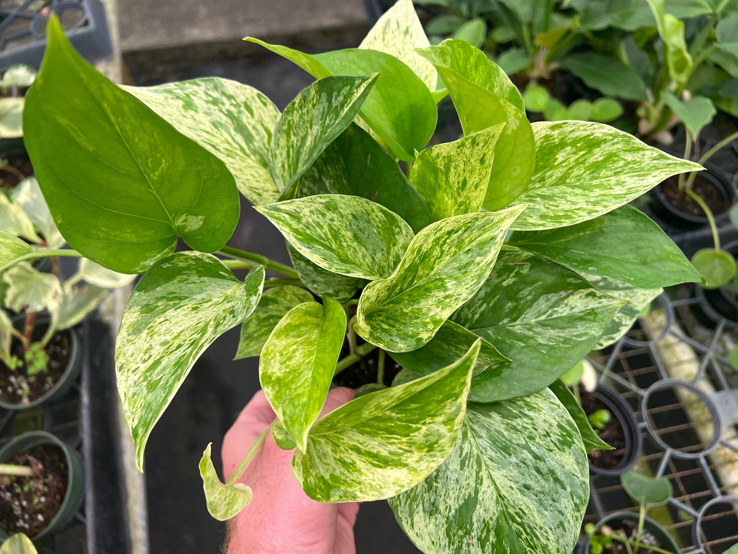 Live Marble Queen Potho Devils Ivy Easy to Care For Live - Etsy