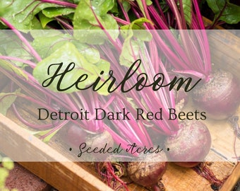 1,000 Beet Seeds Cylindra Beet Seeds - Etsy