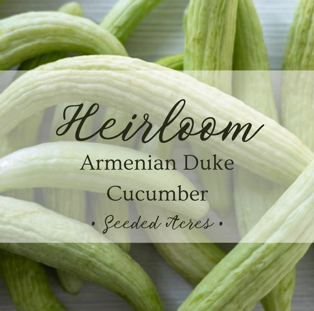 Cucumber Seeds- Armenian Duke Cucumber (organic & Non GMO) Heirloom - Etsy