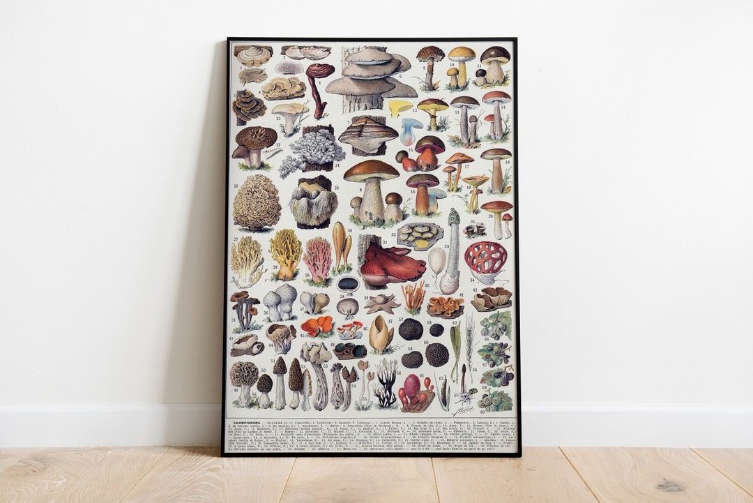 Mushroom Print Kitchen Posters Fungus Art Vintage Art - Etsy
