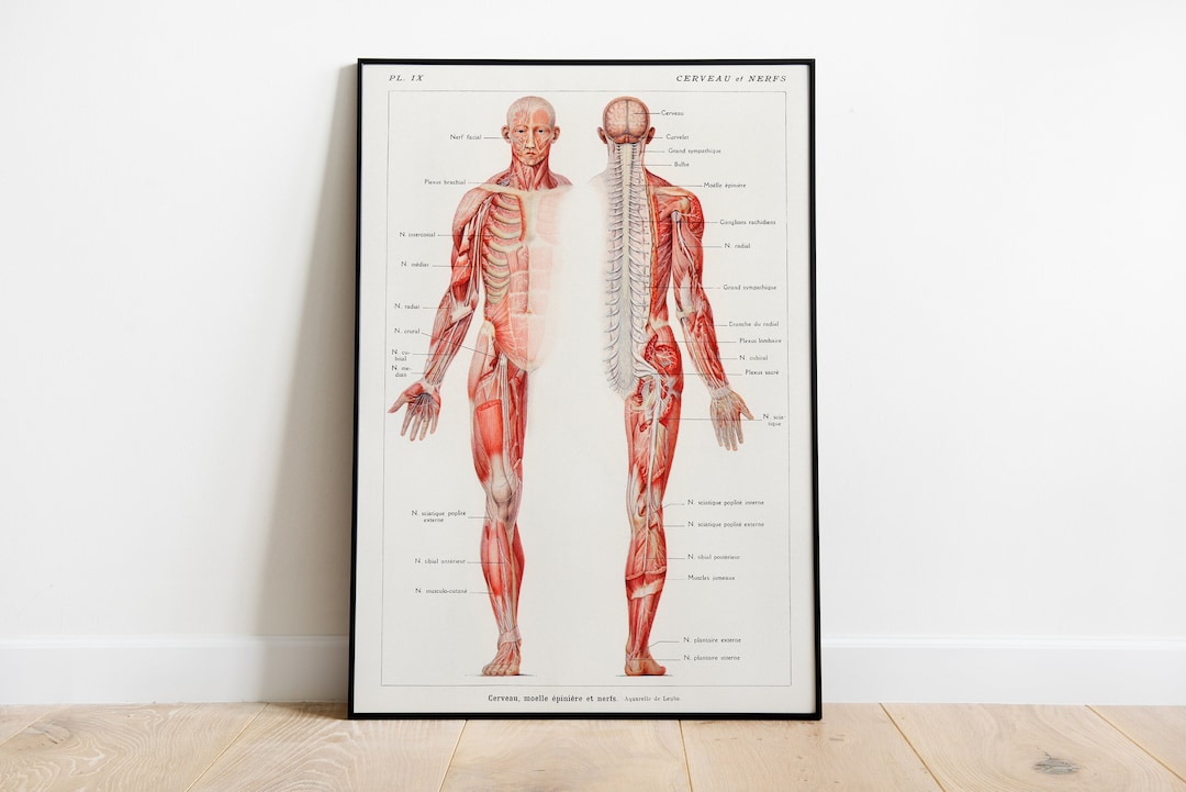 Human Anatomy Poster: Nervous System Print, Neurology Wall Art, Medical ...