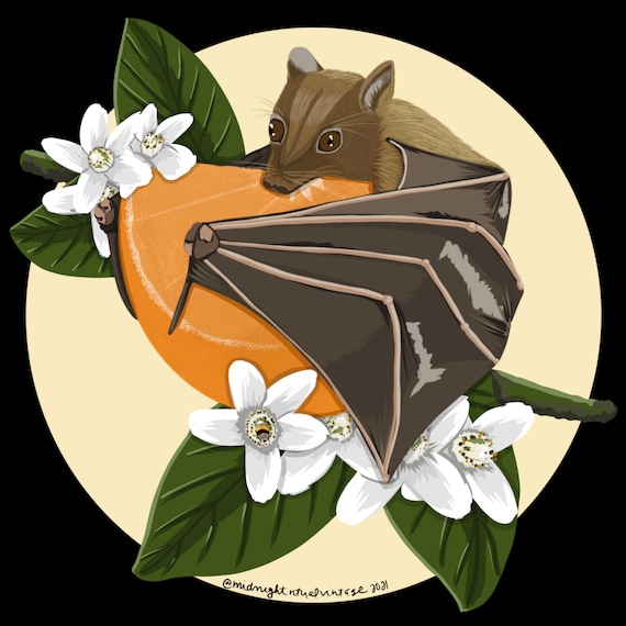 Fruit Bat Drawings