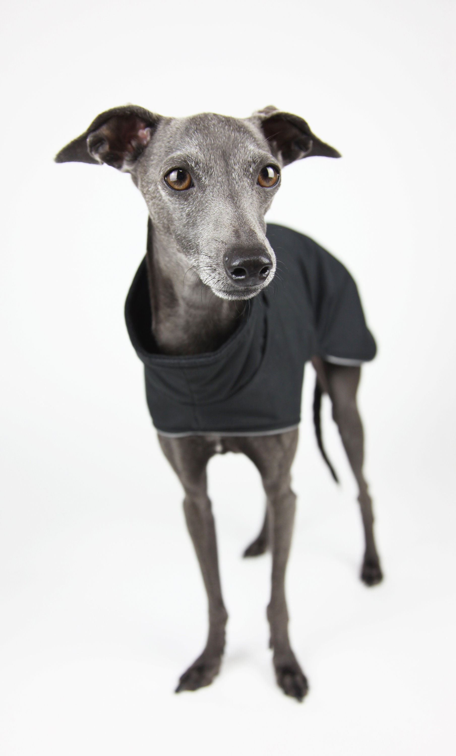 Sable Italian Greyhound