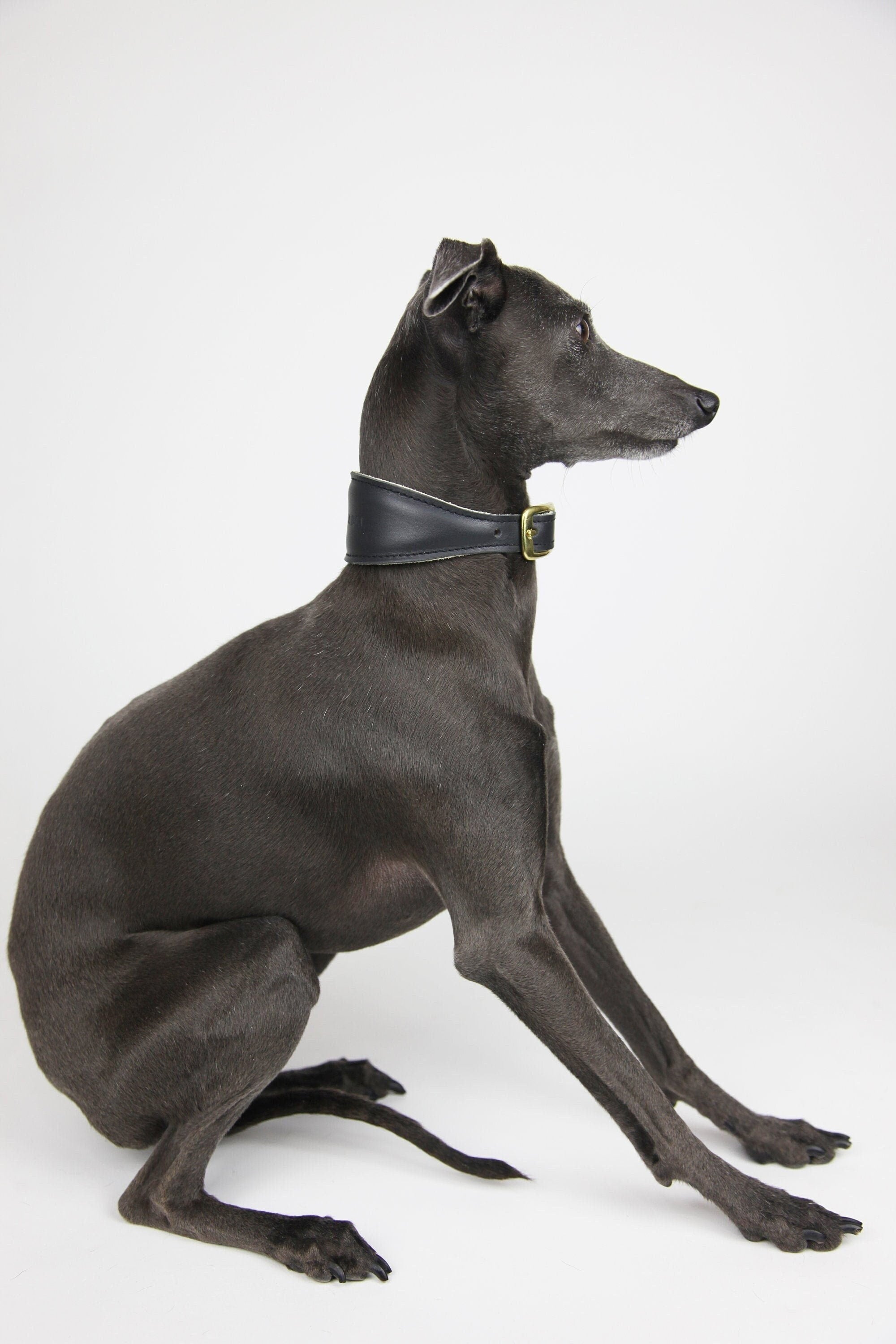 Black Greyhound