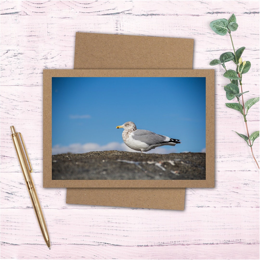 Seagull Greeting Card, Sea Bird, Photo Card, Ocean Bird, Photo Notecard ...