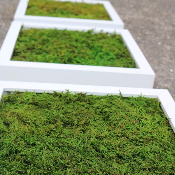 Moss Frames - Etsy