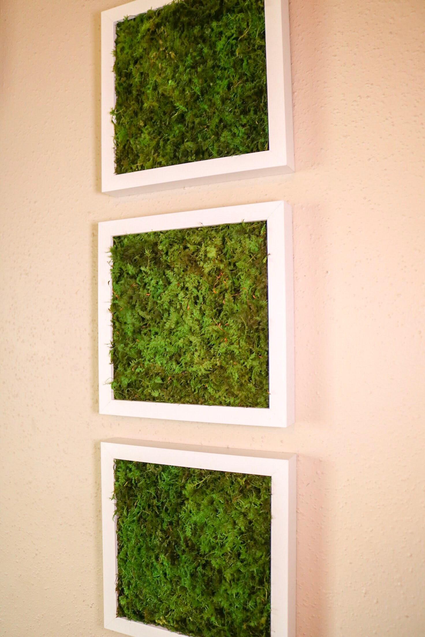 Set of 3 Moss Frames 8x8 Preserved Moss / Moss Wall | Etsy