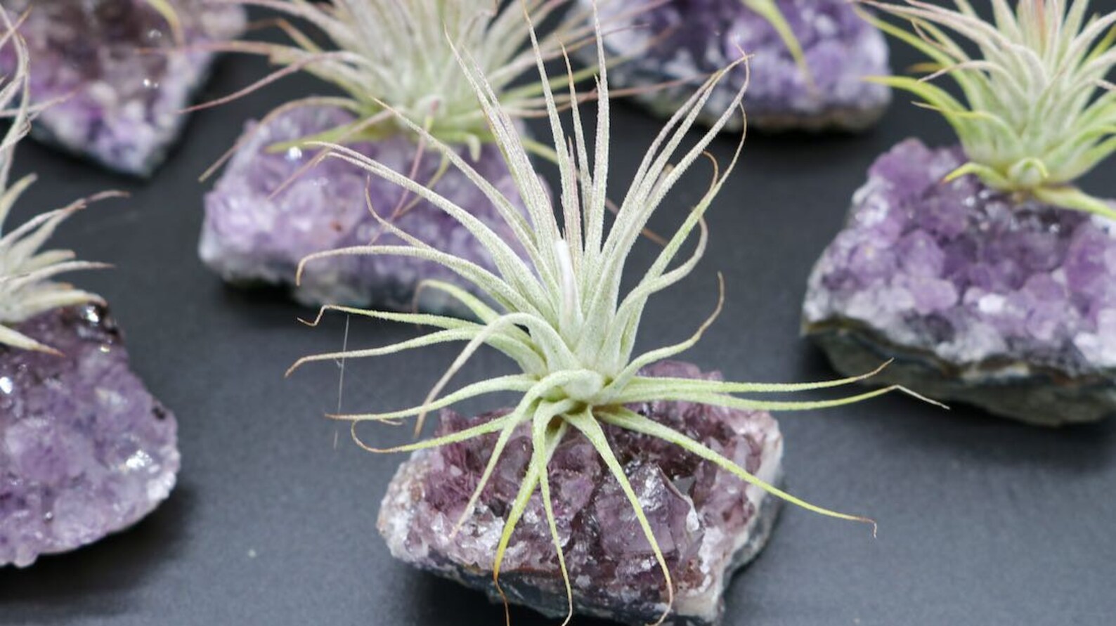 Amethyst Air Plant Crystal/ Air Plant Amethyst Crystal | Etsy