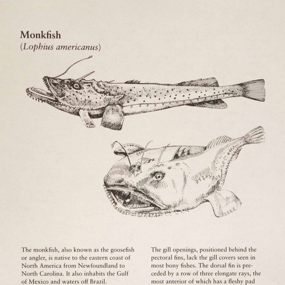 Monkfish. 10 X 7. Detailed Line Drawing Original | Etsy