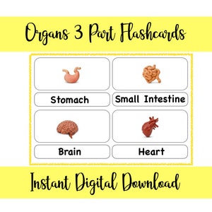 Montessori Human Anatomy-flashcards-human Organs-3 Part Cards ...