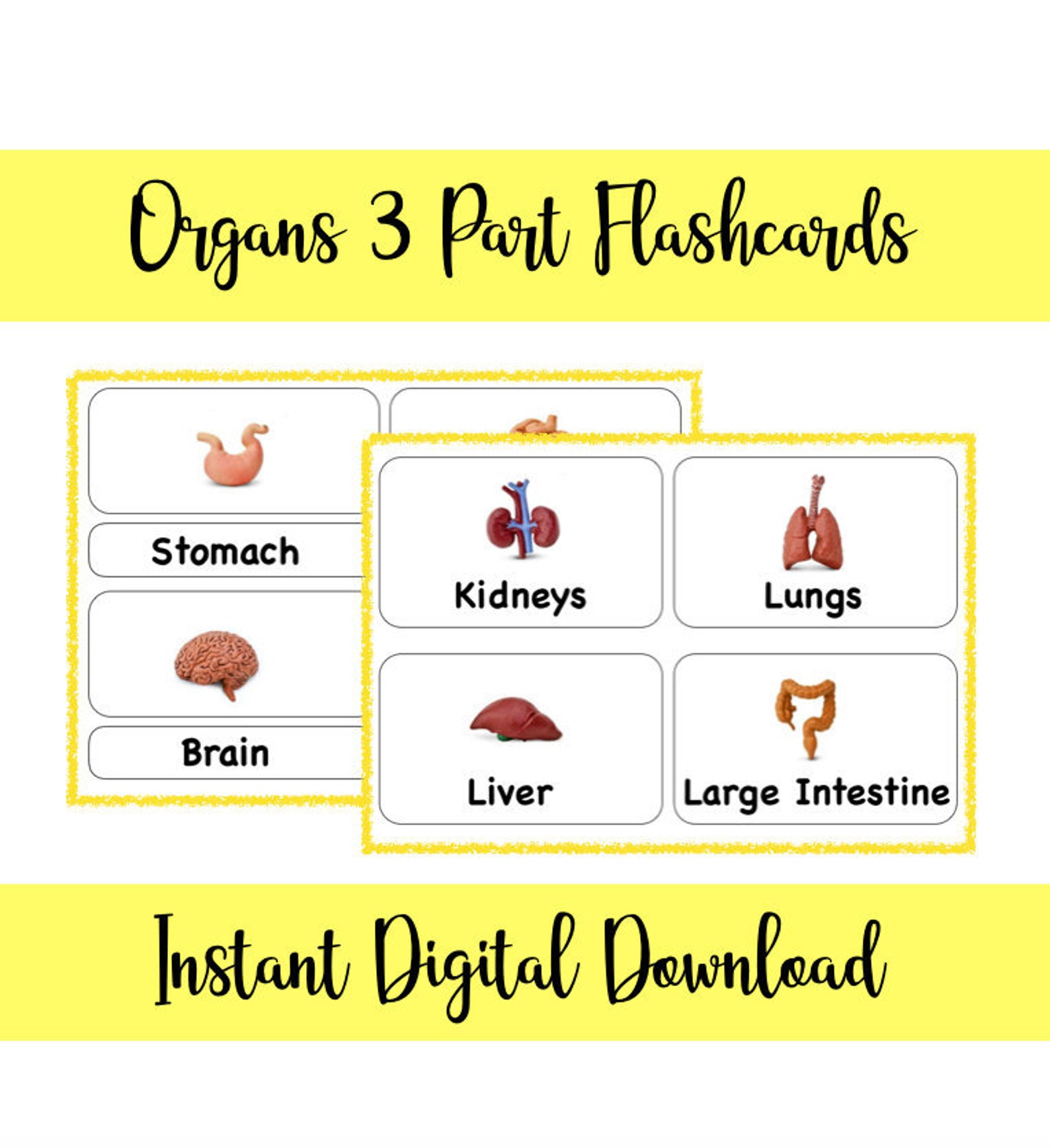 Montessori Human Anatomy-flashcards-human Organs-3 Part Cards ...