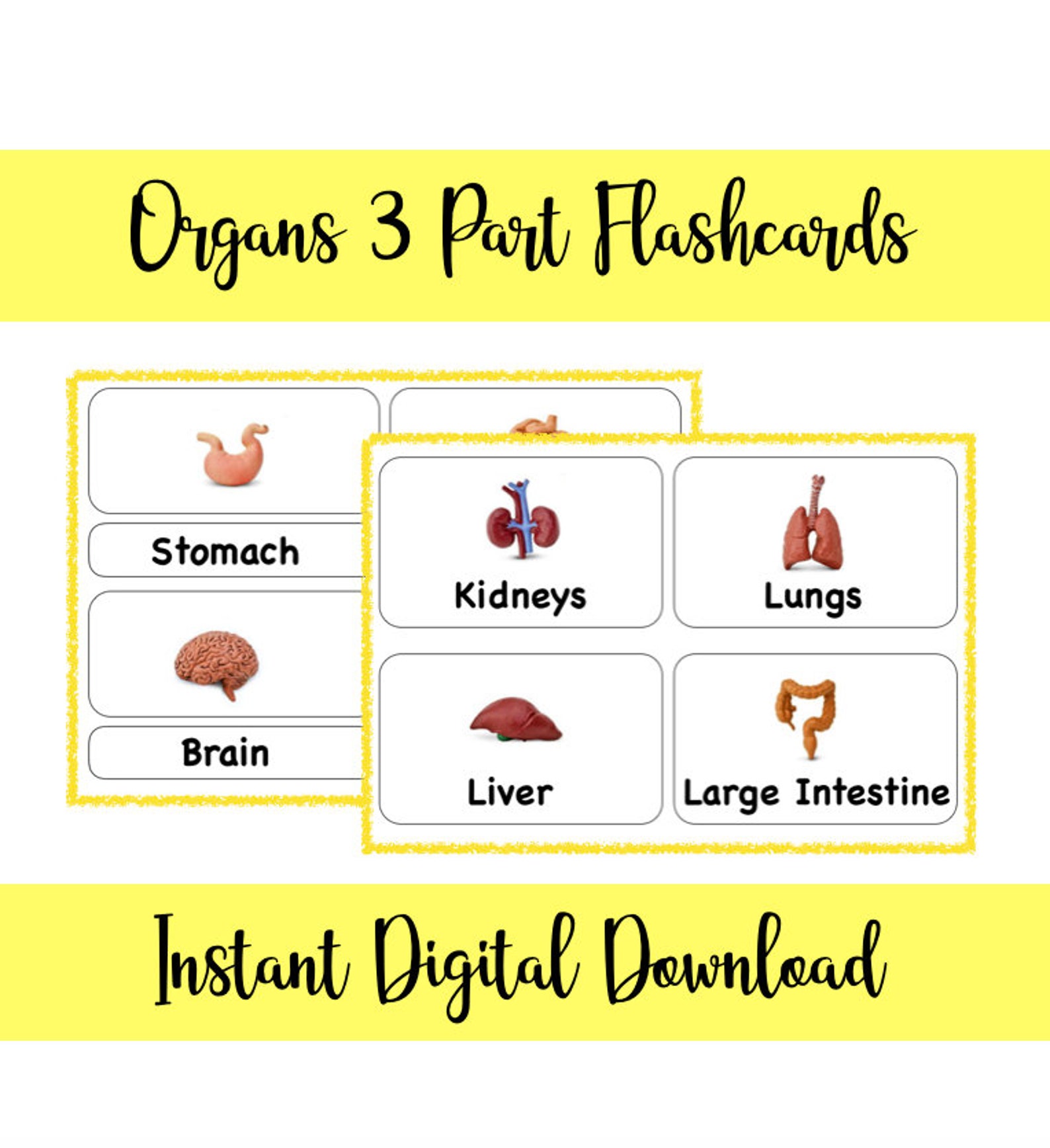 Montessori Human Anatomy-flashcards-human Organs-3 Part - Etsy