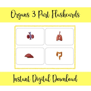 Montessori Human Anatomy-flashcards-human Organs-3 Part Cards ...