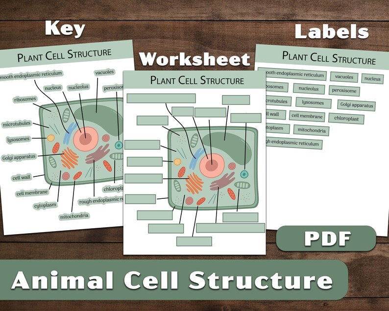 Plant Cell Structure Worksheet: Homeschool Activity Page (PDF) - Etsy ...