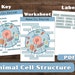 Digital Printable Animal Cell Structure Worksheet | Homeschool School ...
