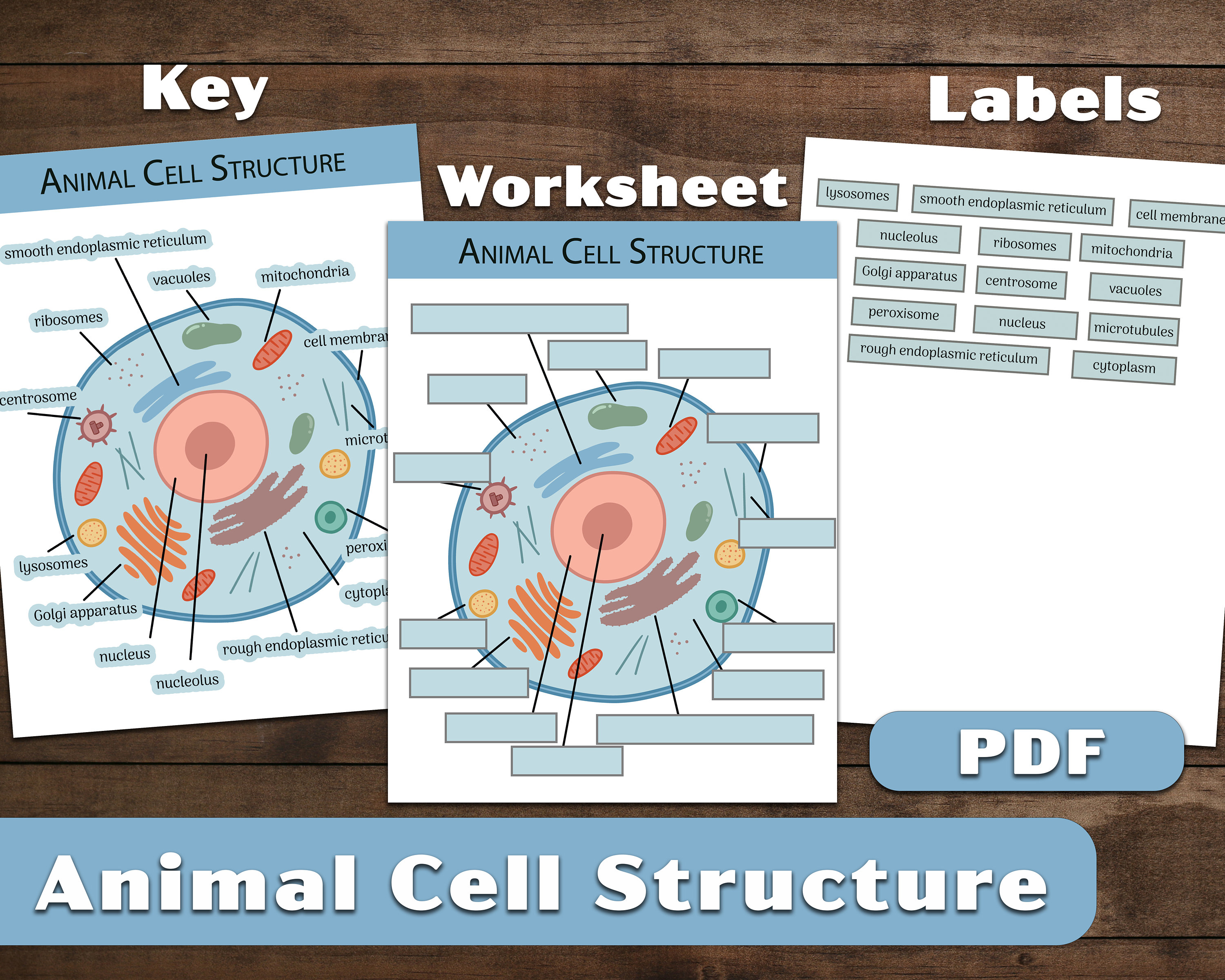 Digital Printable Animal Cell Structure Worksheet | Homeschool School ...